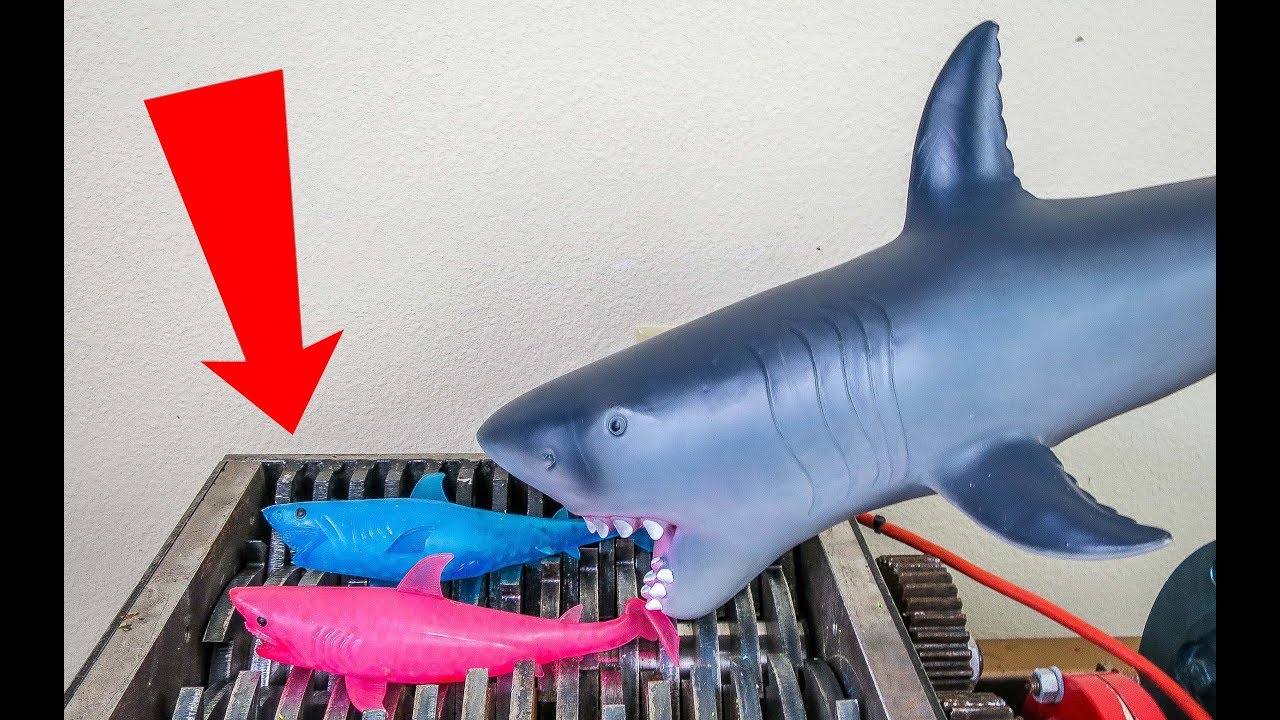 Shredding a Giant Shark! Sharks and Fishes Destroyed! - YouTube