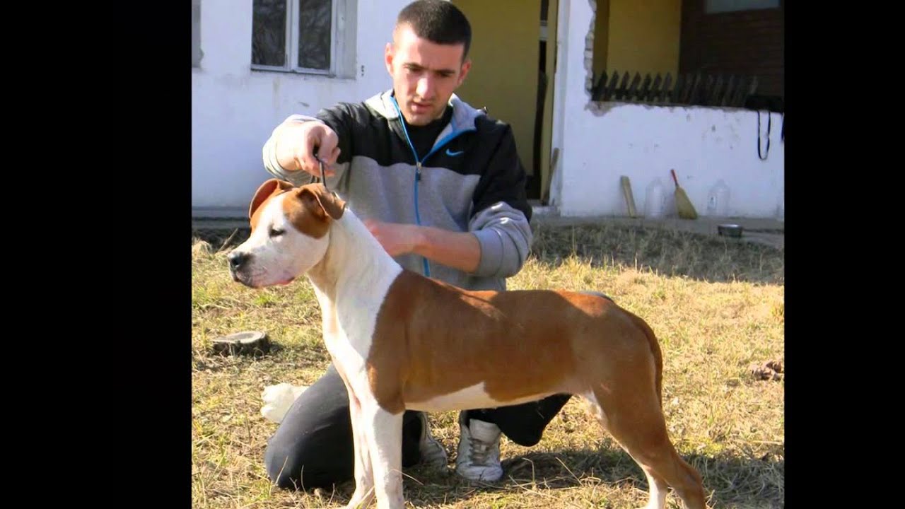 AMERICKI STAFORD TERIJER - YouTube