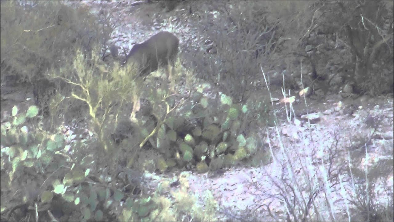 Tucson Arizona Mule Deer (part 2) - YouTube
