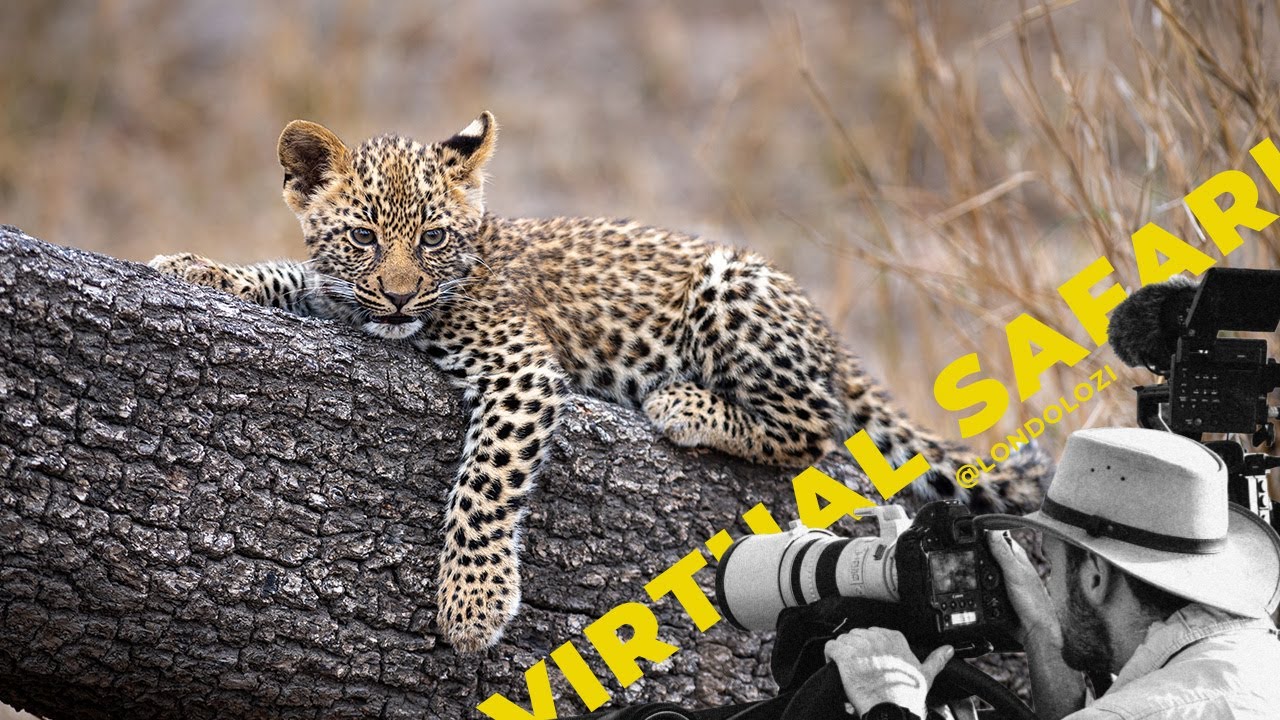 Virtual Safari: Ultimate Game Drive Highlights #90- Londolozi TV - YouTube