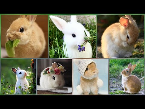 Cute Rabbit Images | Rabbit Dpz|Rabbit Pictures | Whatsapp Dp Images |Bunny Images | O'Tmn Such That