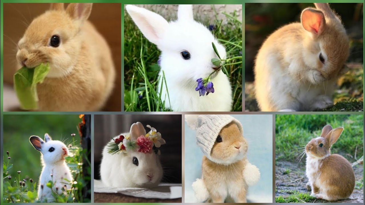 Cute Rabbit Images | Rabbit Dpz|Rabbit Pictures | Whatsapp Dp Images ...
