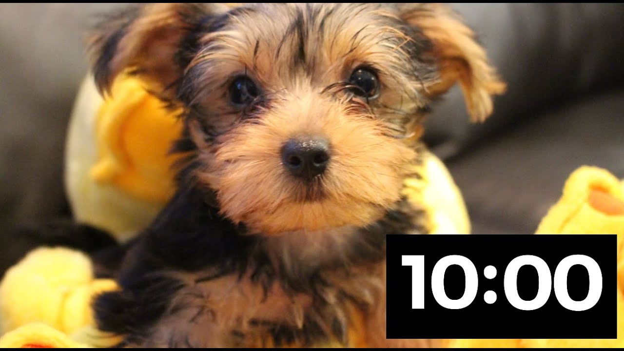 10 minute silent Yorkie dog/puppy timer - YouTube