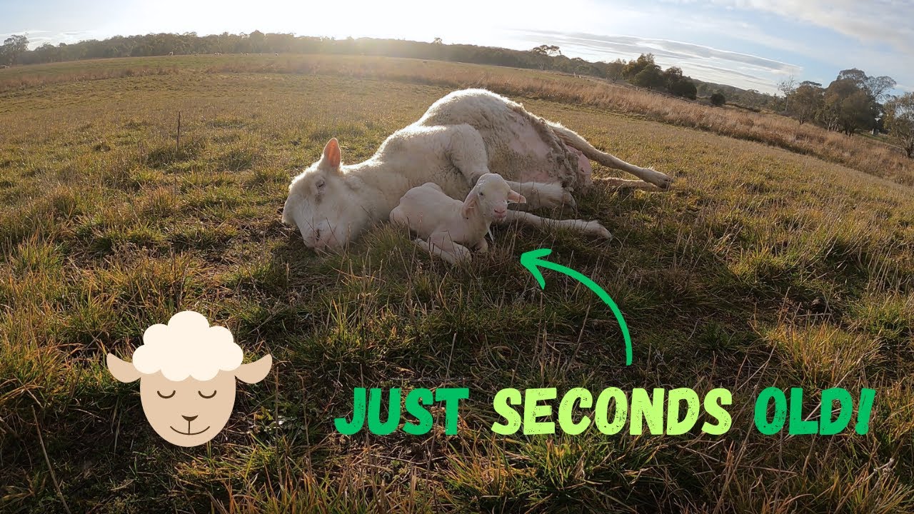 IT'S A FINE LINE | Pulling A Lamb | Australian Sheep Farming - YouTube