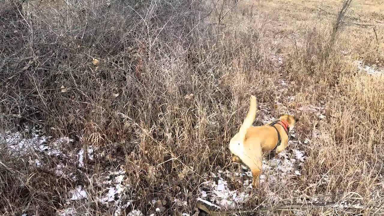Rooster Pheasant point and flush - YouTube