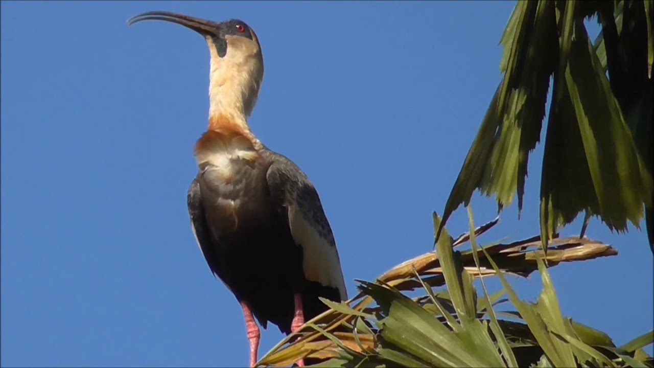 O canto da curicaca, Theristicus caudatus, Aves das pastagens. - YouTube