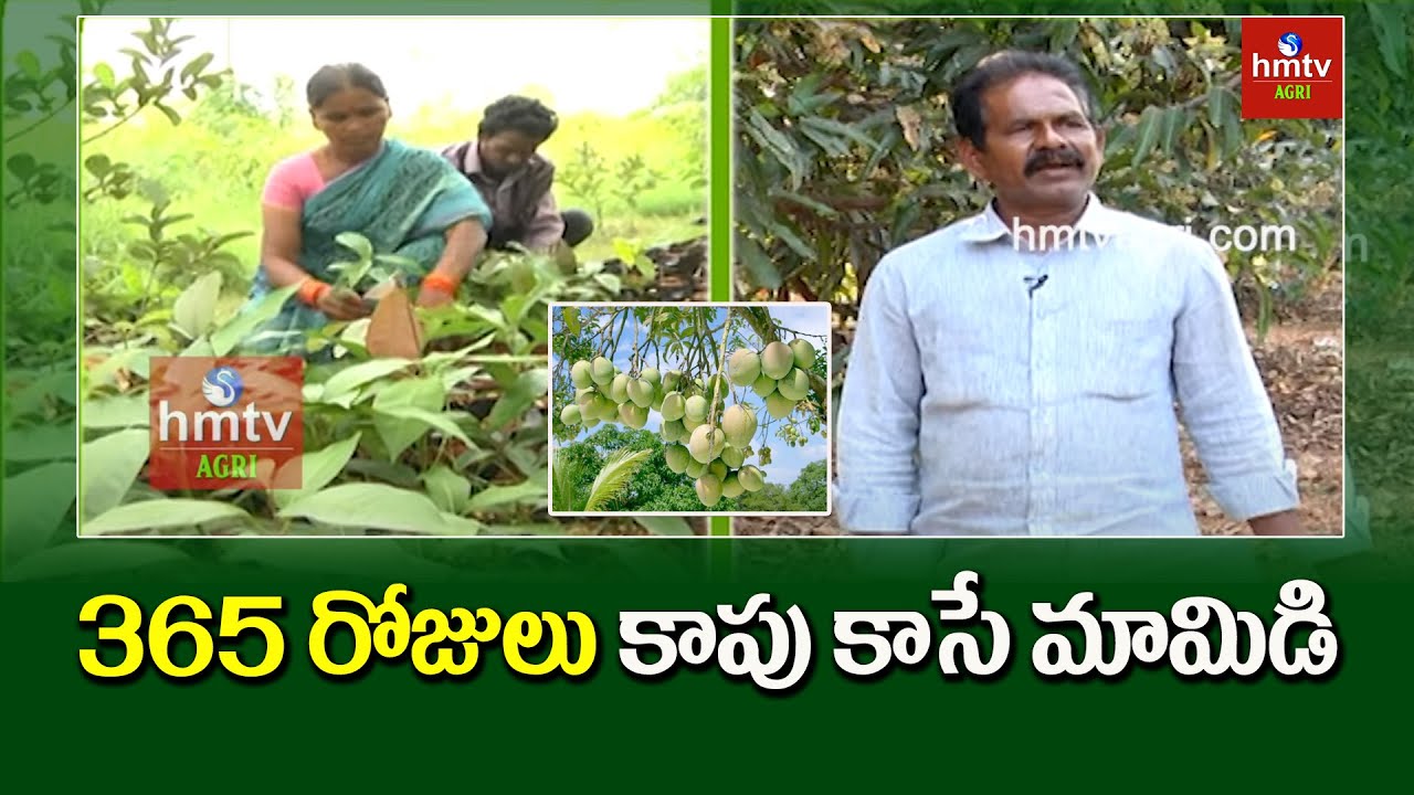 365 రోజులు కాపు కాసే మామిడి | Cultivate Mango for 365 Days | Hybrid ...