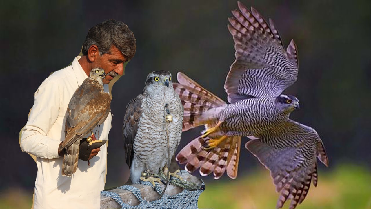 Is Falconry legal in Pakistan | Are Goshawks good for falconry | Are ...
