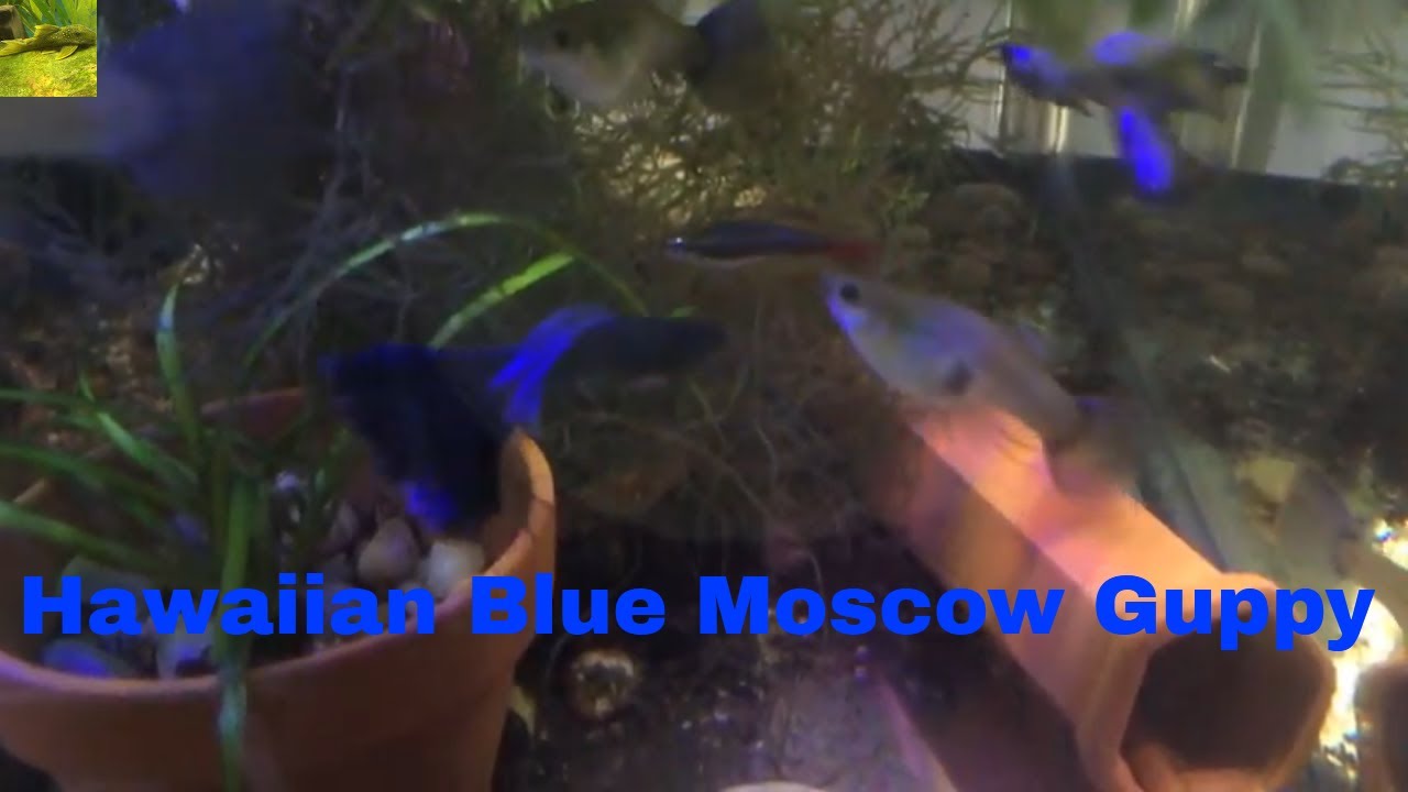 Gold Ring Danios, Meteor Minnows, & Luke Roebuck Hawaiian Blues - YouTube