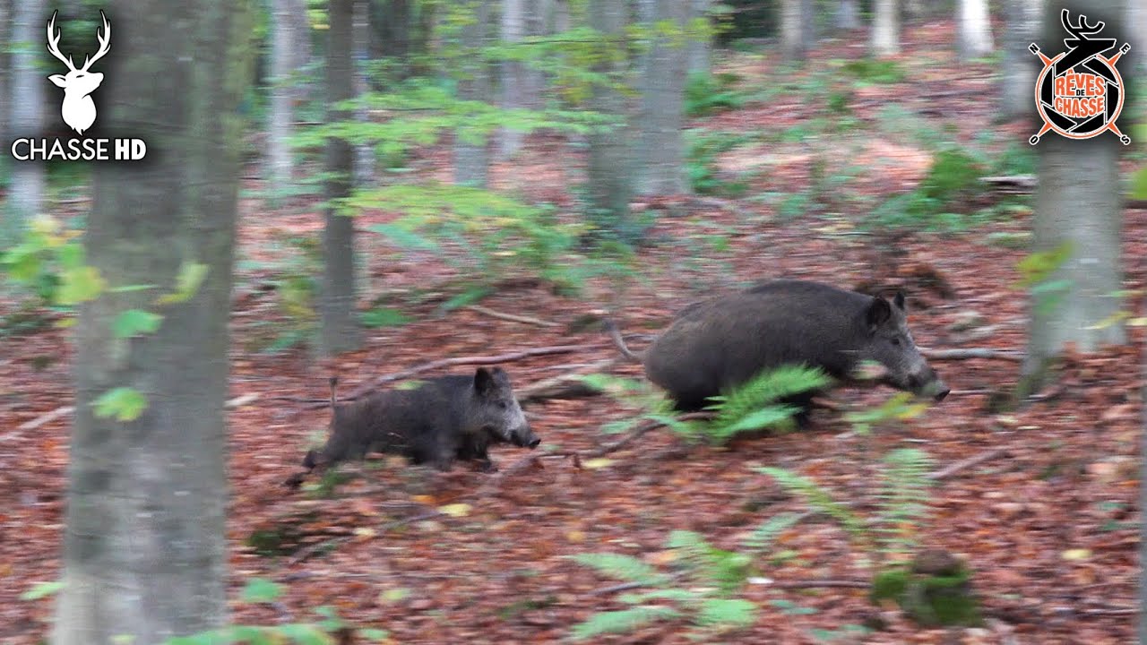 CHASSE AUX SANGLIERS : UNE BATTUE EXCEPTIONNELLE AVEC 100% DE RÉUSSITE ...