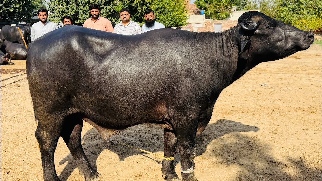 Beautiful High Milking Bull Jogi || Sardar Asger Dogar ...