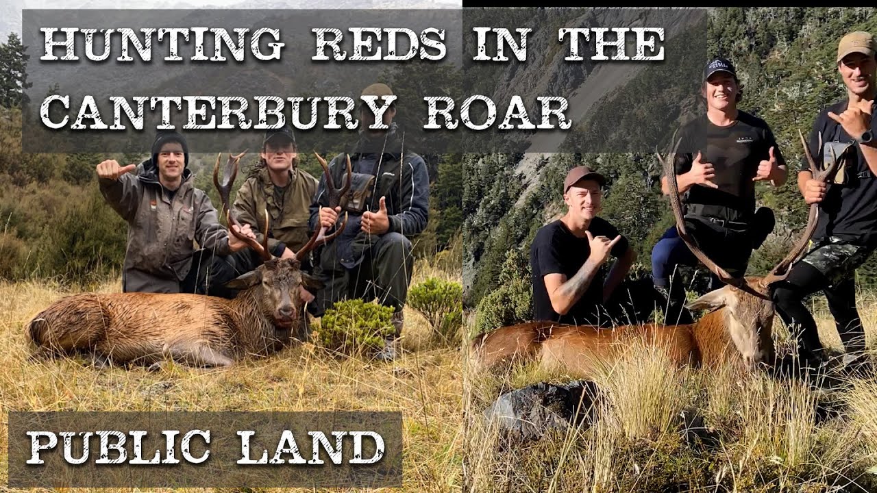 Hunting Reds in the Canterbury Roar - Public Land - YouTube