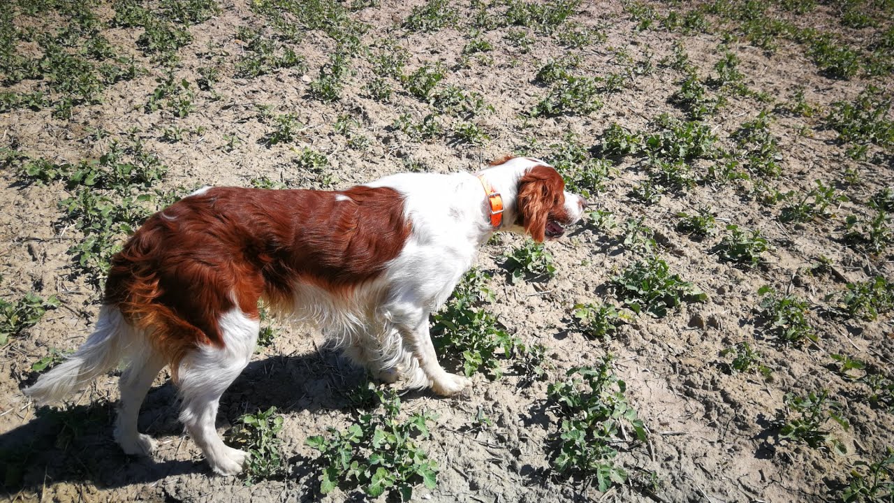 Irish red and white setter - Field training with partridge - YouTube