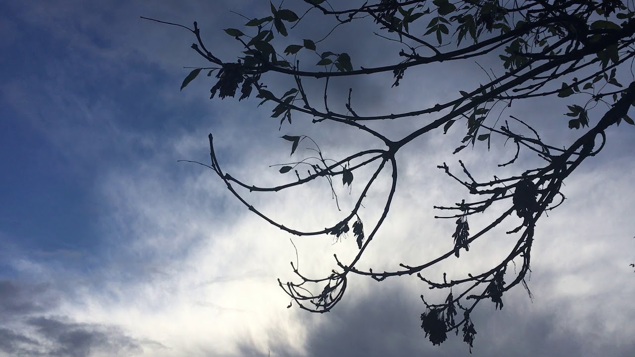 Common ash - leaves, twigs & branches - November 2018 - YouTube