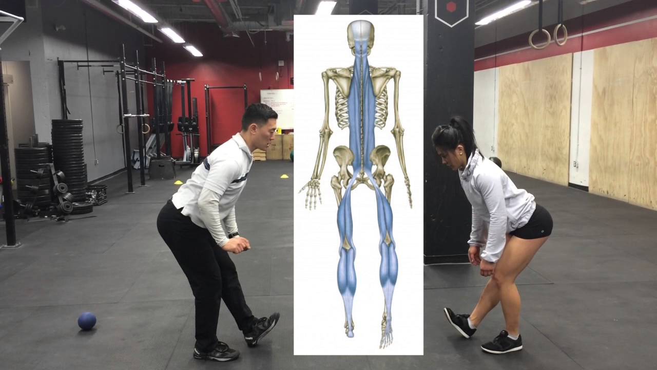 Stretch - Posterior Line - YouTube