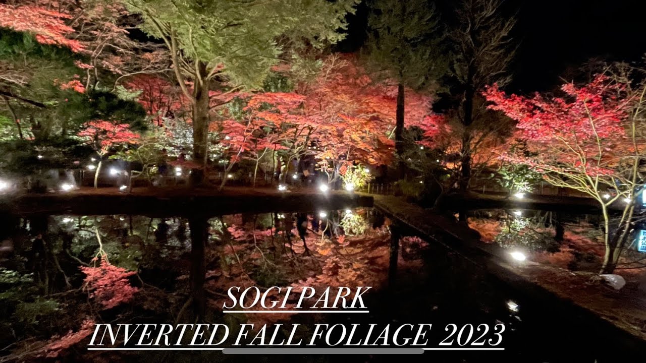 Sogi Park Inverted fall foliage light up - YouTube