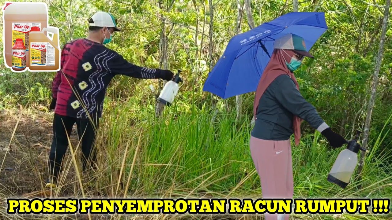 Rekomendasi Racun Rumput/Gulma | Semprot Racun Rumput di Tanah Yang ...