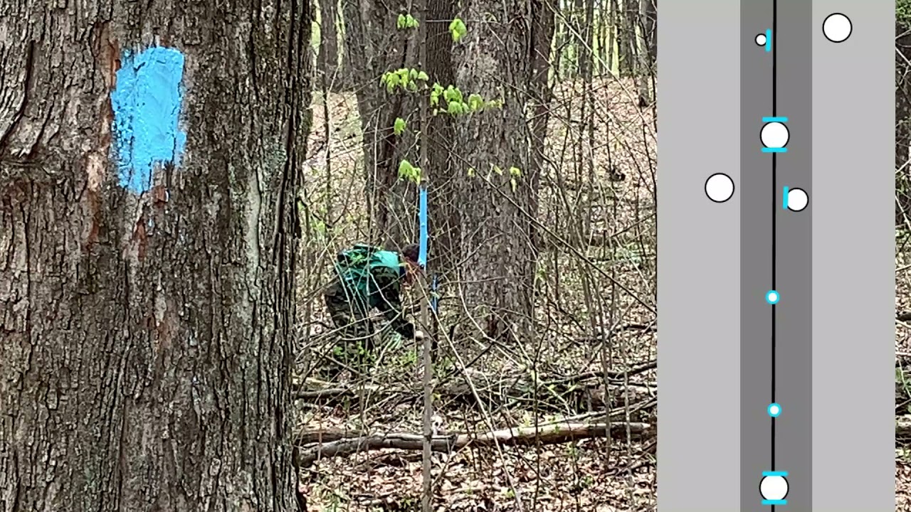 Woodland Boundaries: Line Trees A to Z - YouTube