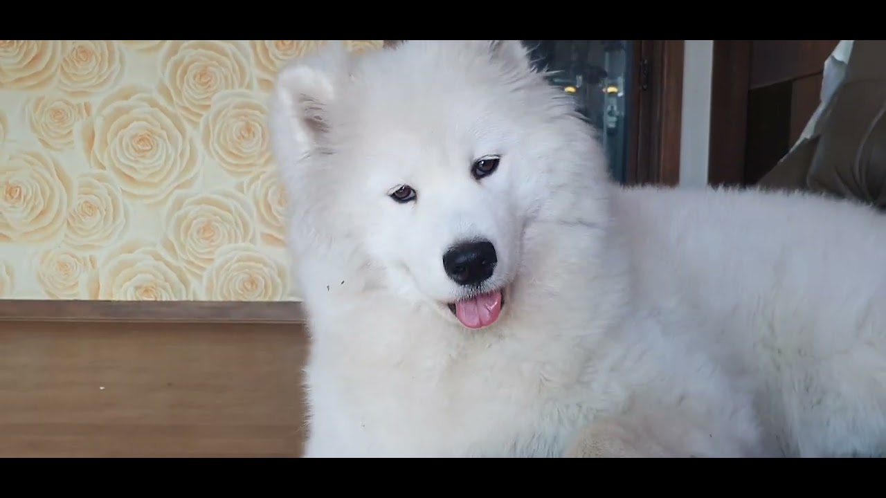 나는 기분이 멍하다 나는 멍멍이기때문이다. feat 사모예드 순이 samoyed comming soon - YouTube