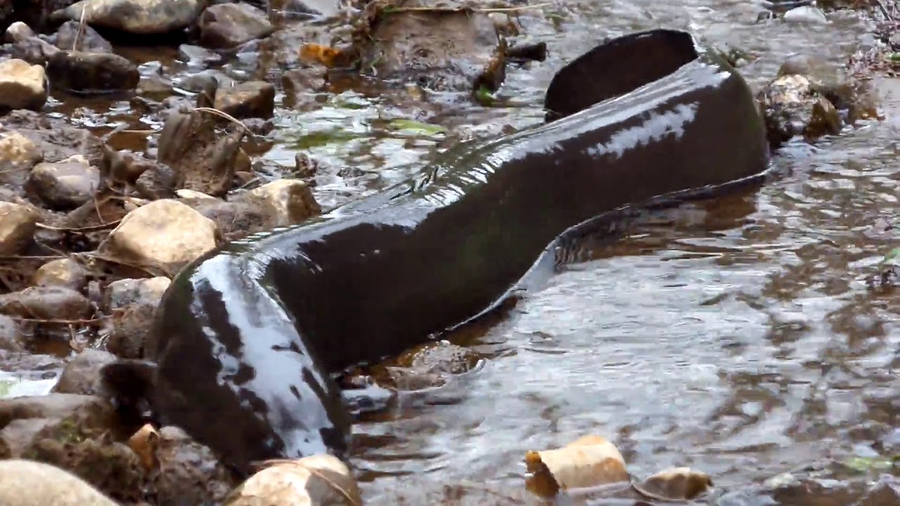 Huge Eel Swimming Upstream - YouTube