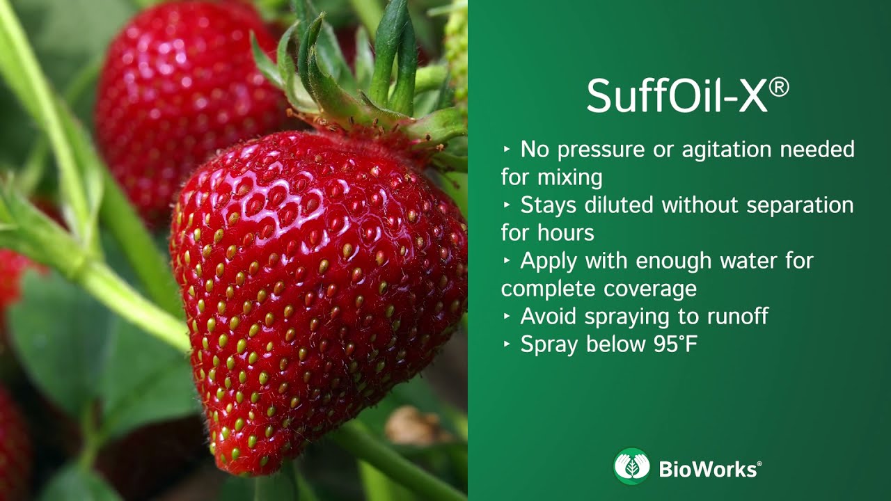 SuffOil-X Demo - YouTube