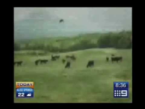 Cow Getting Abducted by Fallen Watchers - 100% Real Footage [9 NEWS ...