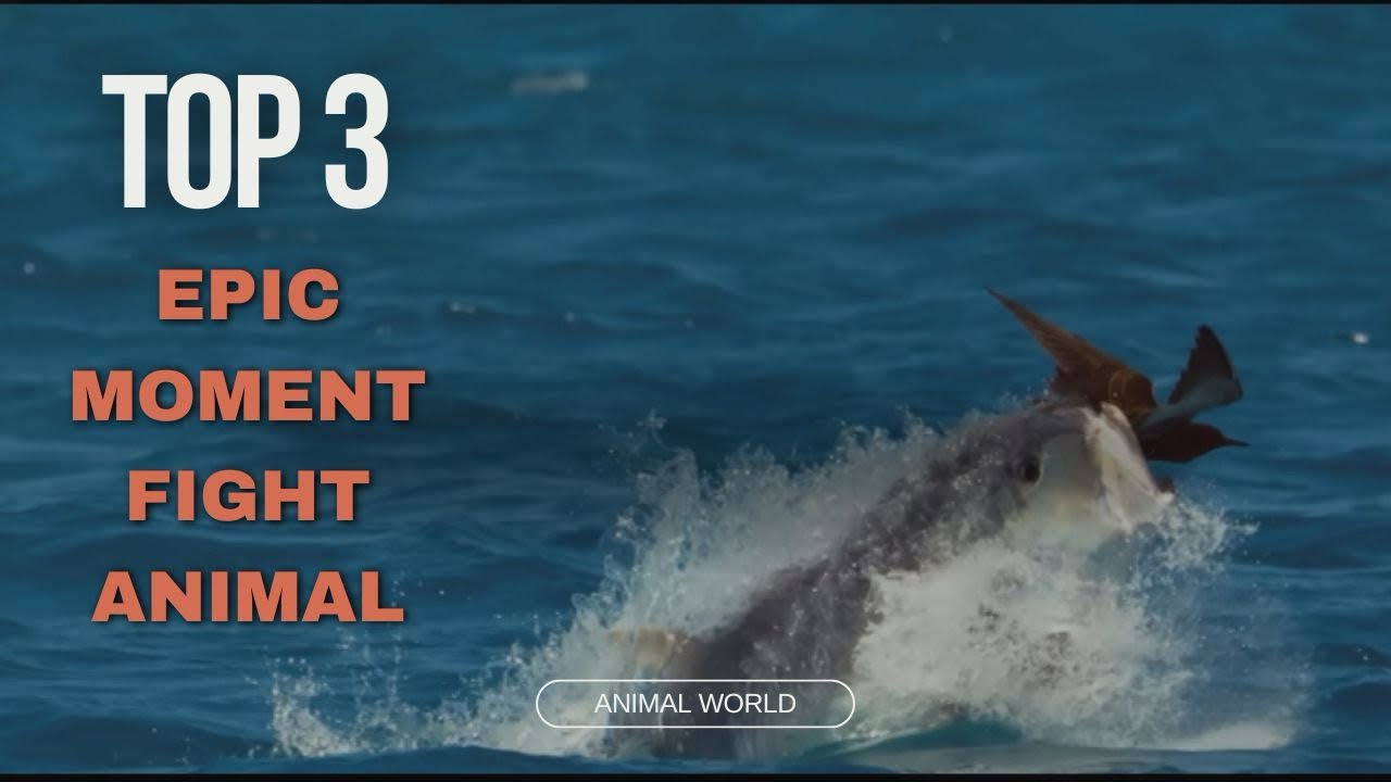 Top 3 Epic Moment Animal Fight | Epic Moment Animal Fight - YouTube
