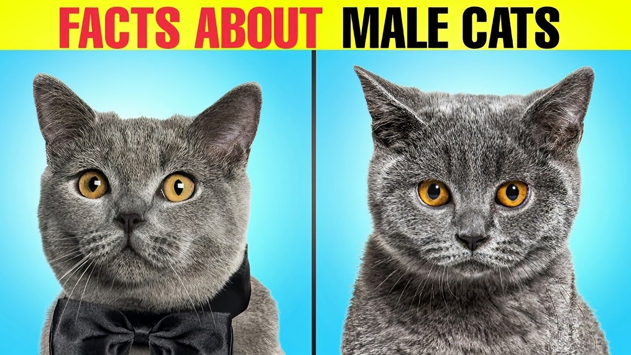 5 Fascinating Facts About Male Cats - YouTube