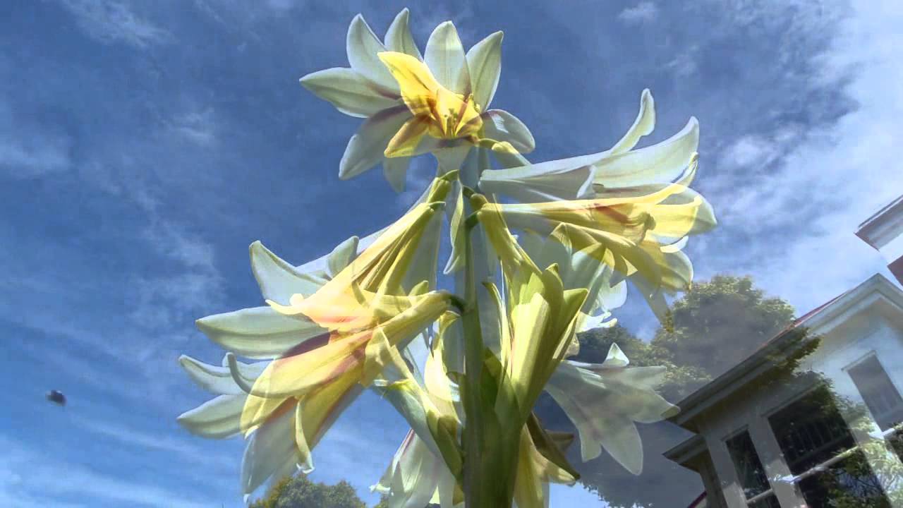 Giant Himalayan Lily flowers - YouTube