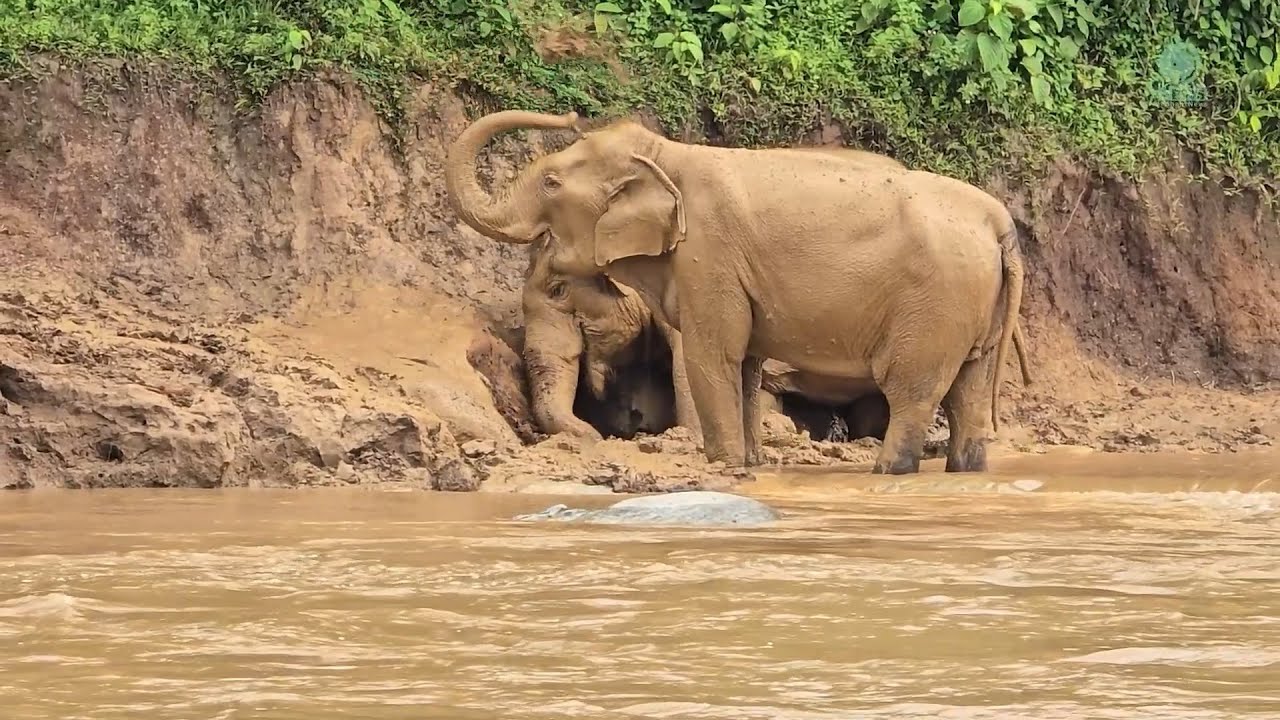 The Healing Power of Sanctuary: Elephant Suparp’s Transformation ...