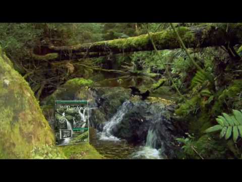 DVD Rainforest trailer - YouTube