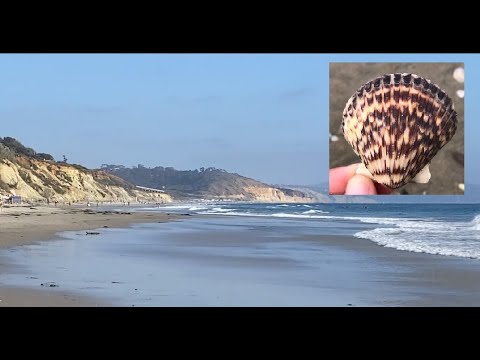 The Shell Nuts - Episode 16 - Southern California Shelling Revisited ...