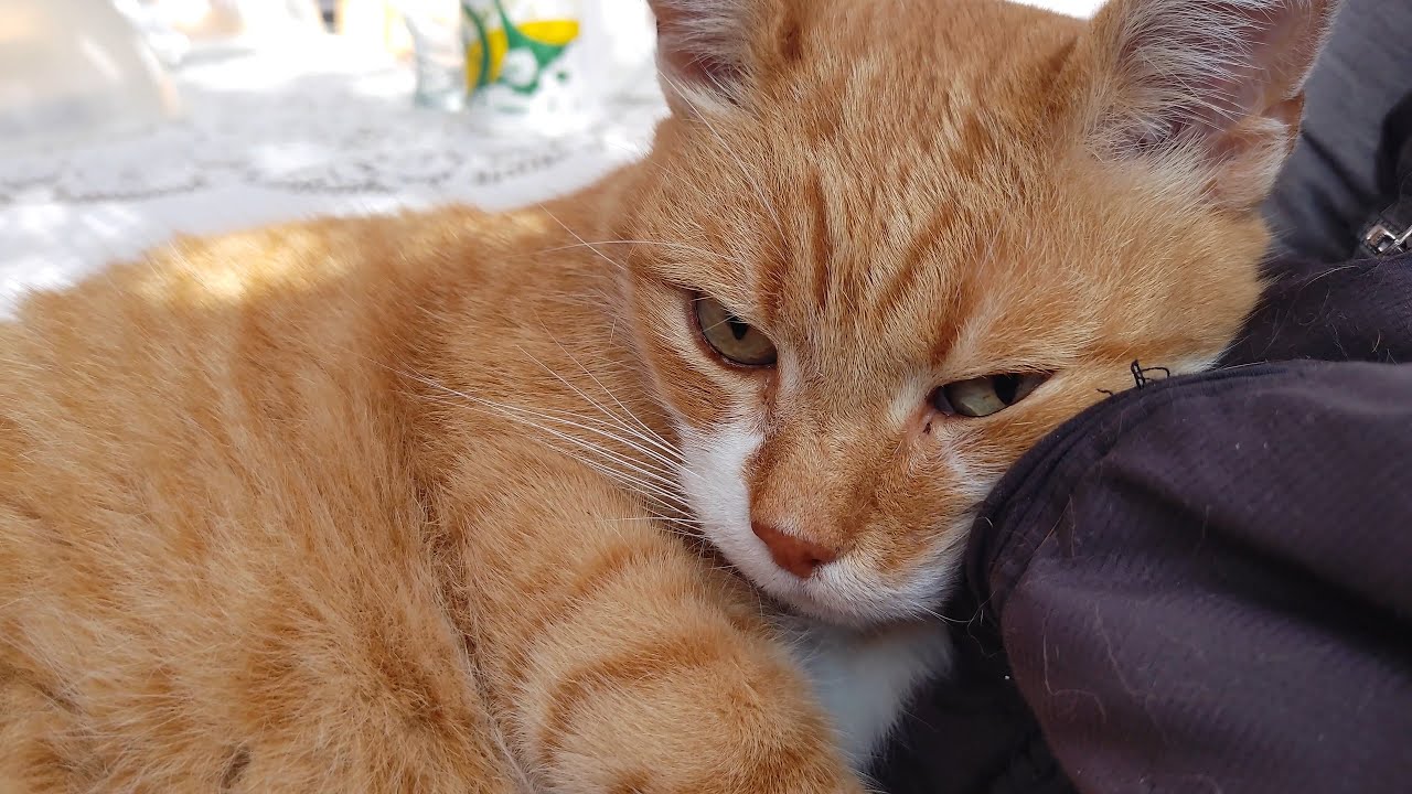 The Loudest Purring Cat - YouTube