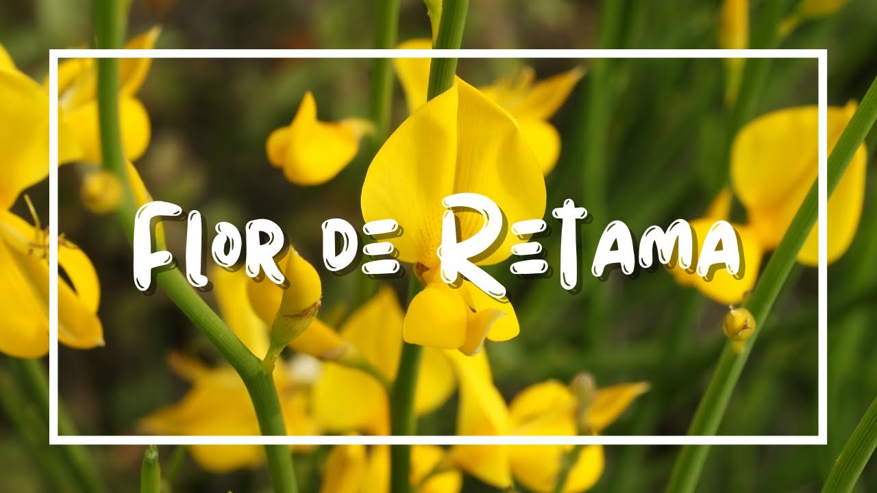 Flor de Retama - Lyric Video - YouTube