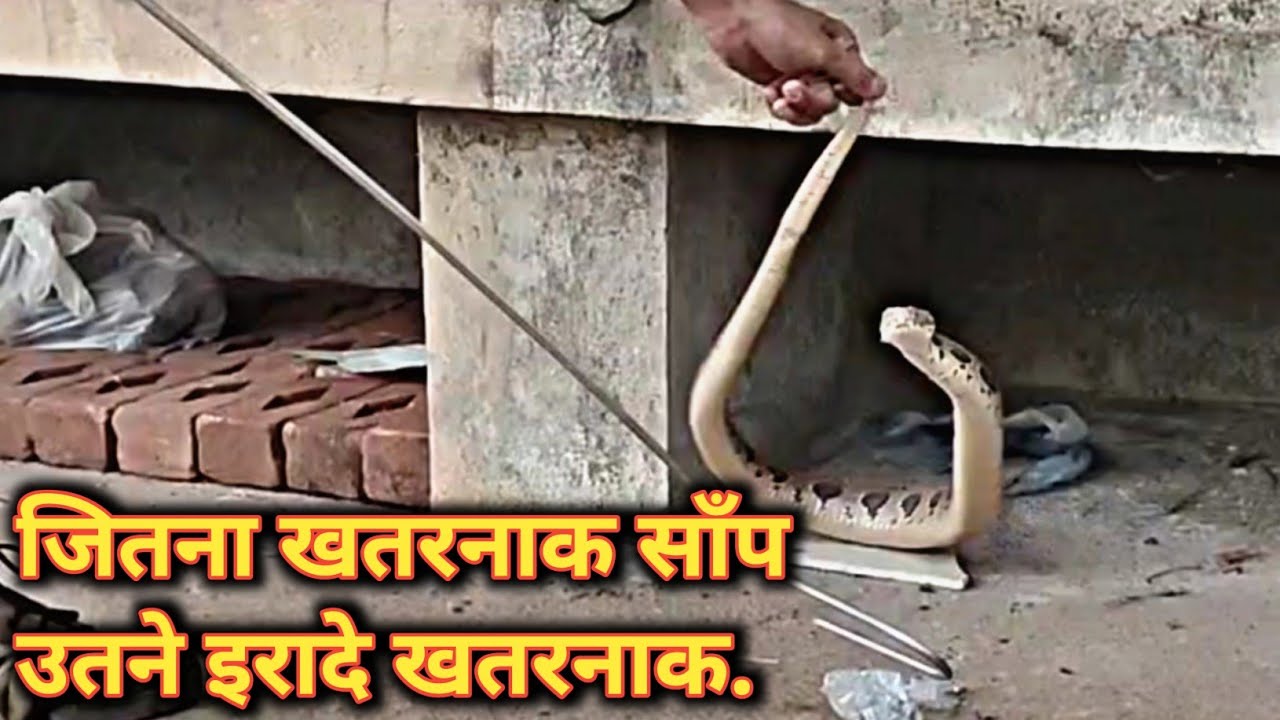 इस साँपको कभी हलकेमें ना ले... deadly snake of Asia: Russell's Viper ...