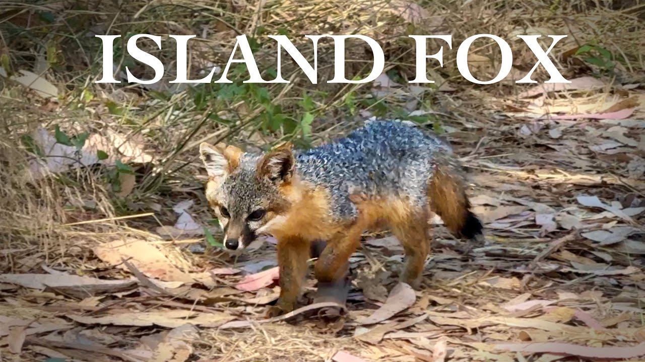 Island Fox: Facts + Where to See Them in the Channel Islands! - YouTube