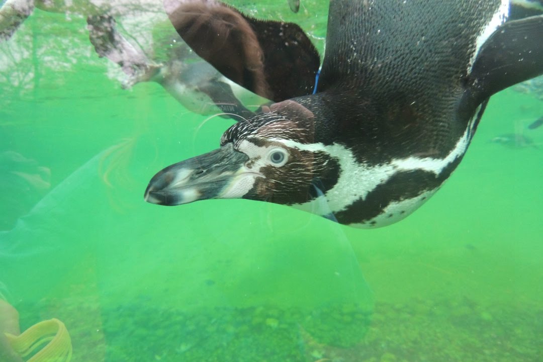 / Penguins interactions at Zoo de Beauval / - YouTube