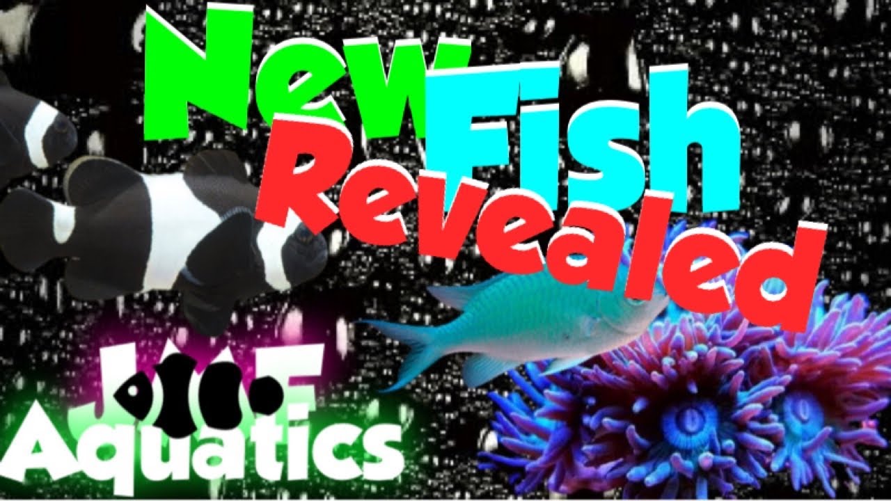 Marine Update New fish revealed - YouTube