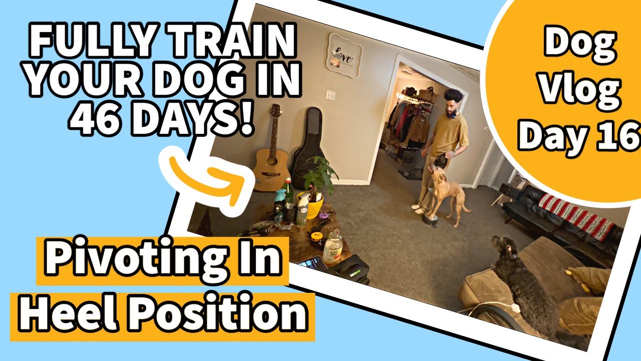 Pivoting In Heel Position - Dog Vlog Day 16 - YouTube