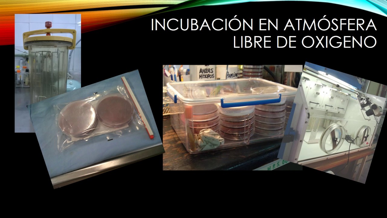 2016/11 - Bacterias Anaerobias: Generalidades y Presentación de Casos ...