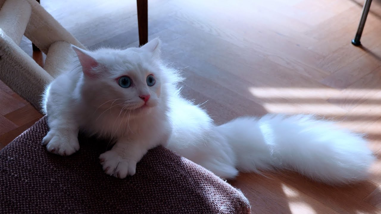 An exasperated cat stuck to a cushion. 🐱Relaxing Moment🐱 - YouTube
