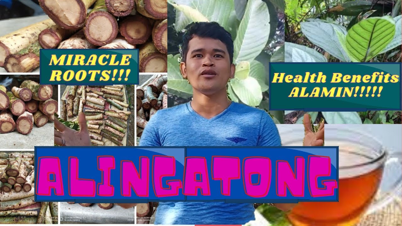 Alingatong the Miracle Roots | Health Benefits | Lipa | PeeJay DY - YouTube