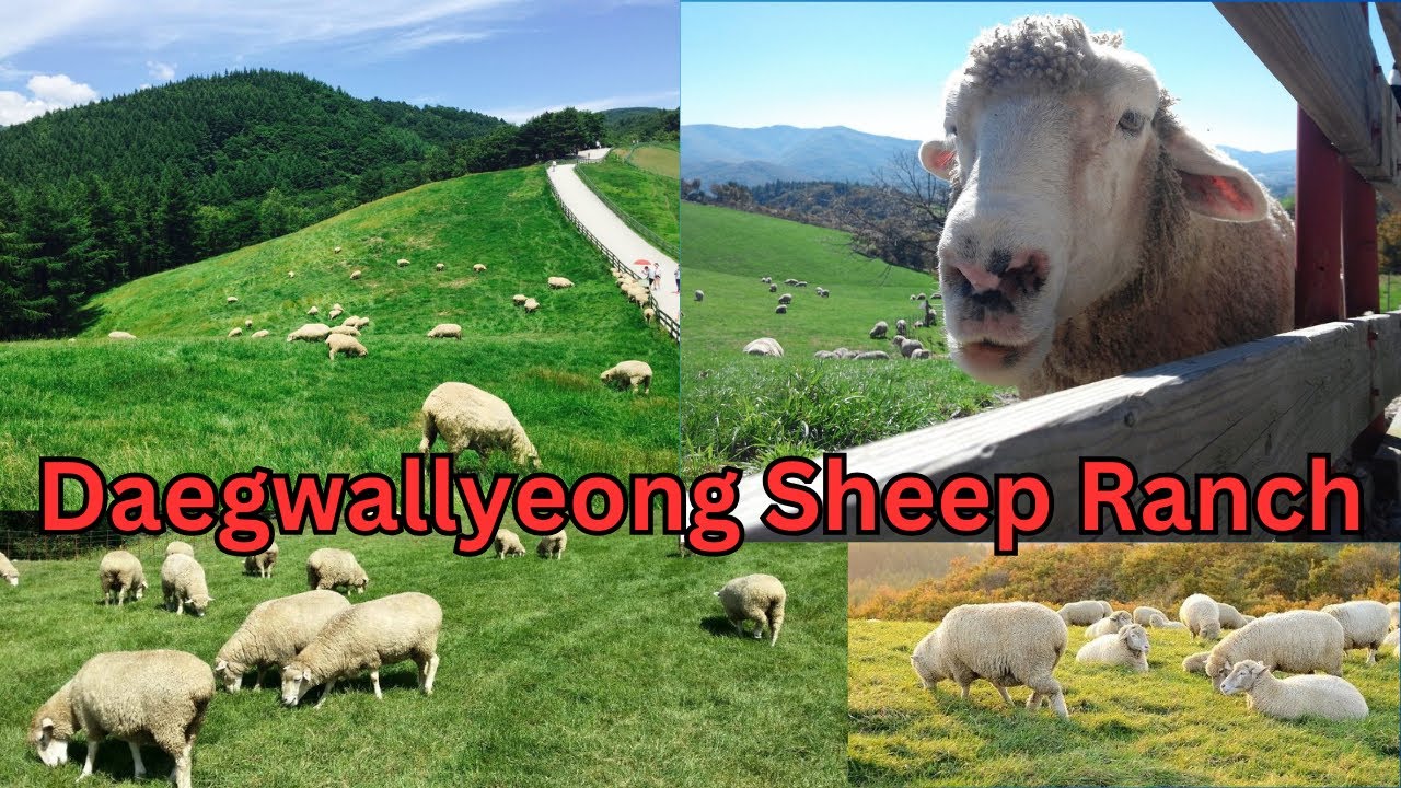 ମେଣ୍ଢା ଚରିବା ଜାଗା Daegwallyeong Sheep Ranch, Pyeongchang, South Korea ...