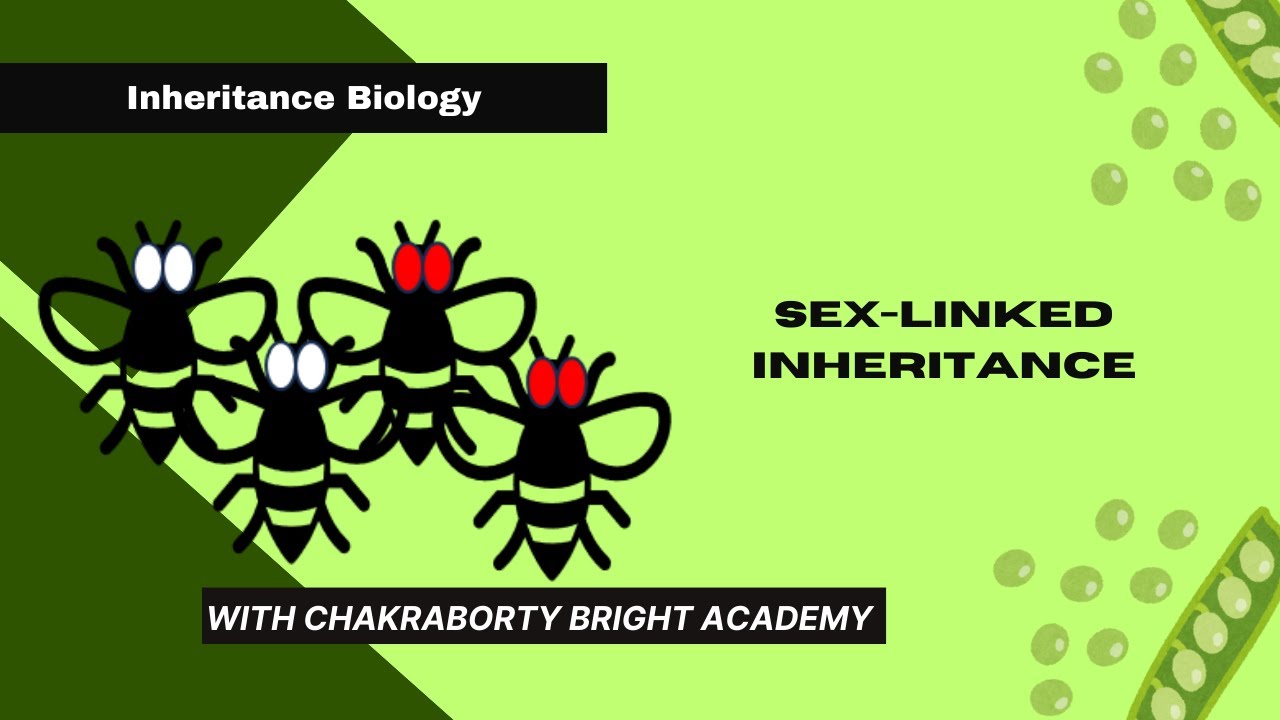 Sex Linked Inheritance Youtube