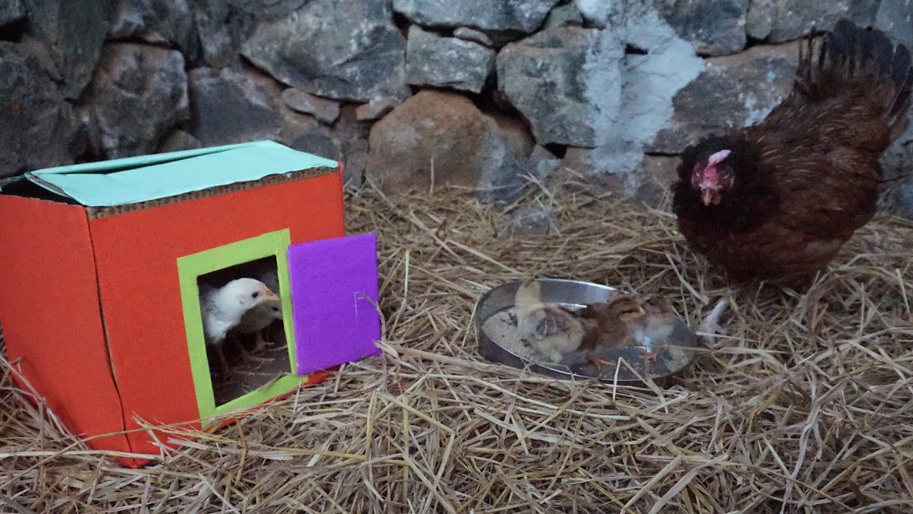 Mother hen's angry against chicks adoption - YouTube