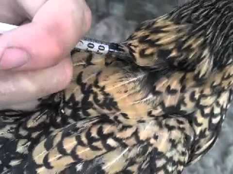 Tutorial: Worming - YouTube