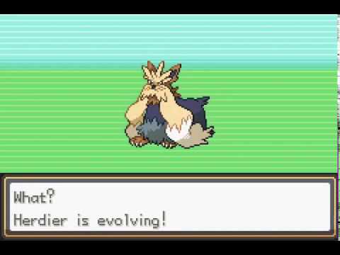 Pokemon Gaia GBA Herdier Evolves Into Stoutland - YouTube