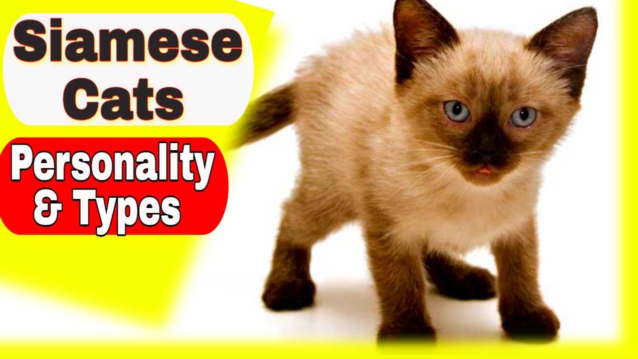 Siamese Cats - Personality and Types of Siamese Cats - YouTube