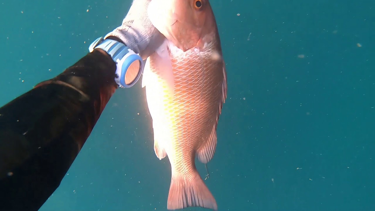 6 15 19 Spearingfishing on Pinellas County Artificial Reefs Part 1 - YouTube