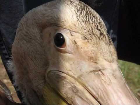 An Injured White Pelican - YouTube